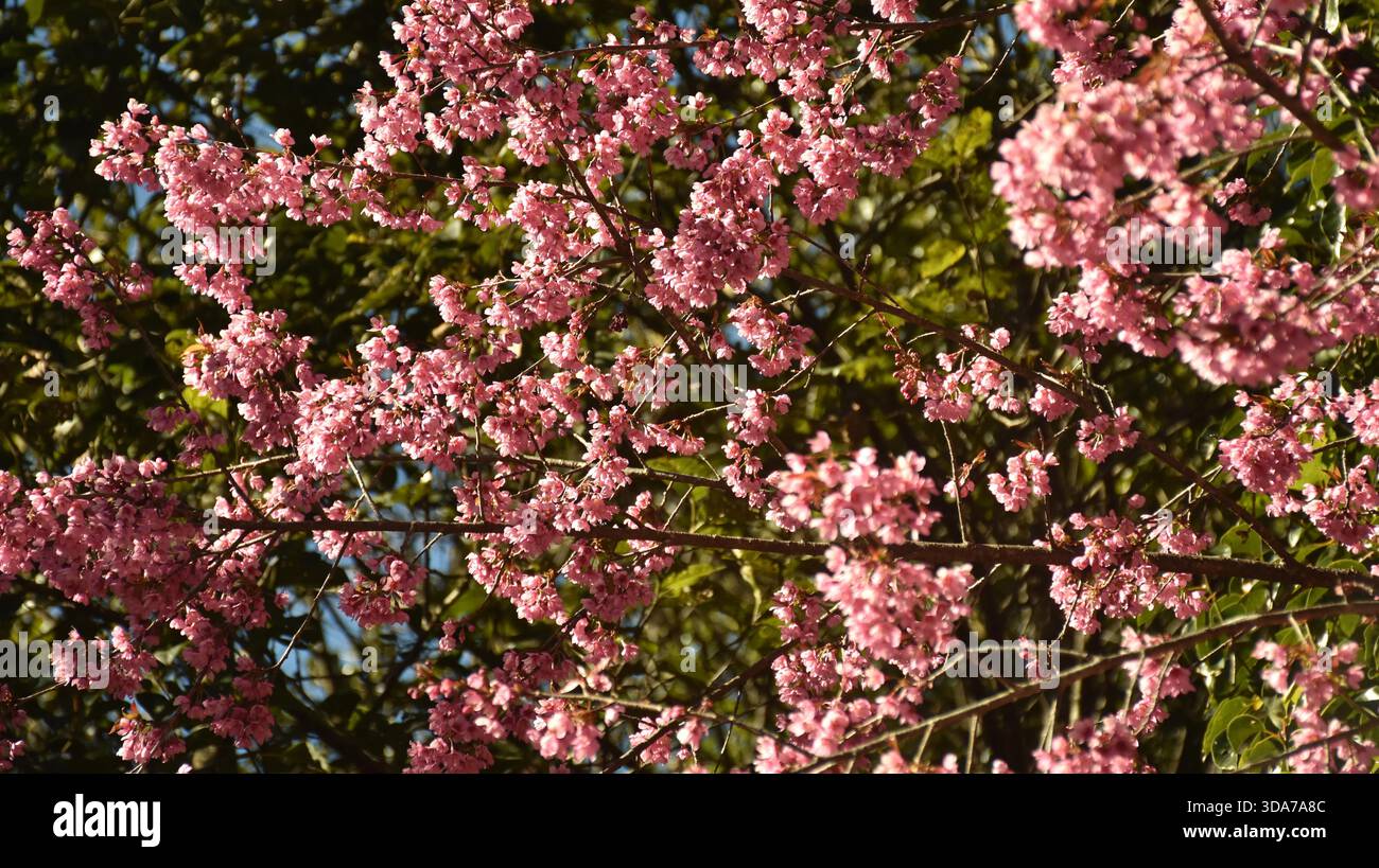 Winter cherry trees burst into bloom in Baoshan City, southwest China's ...