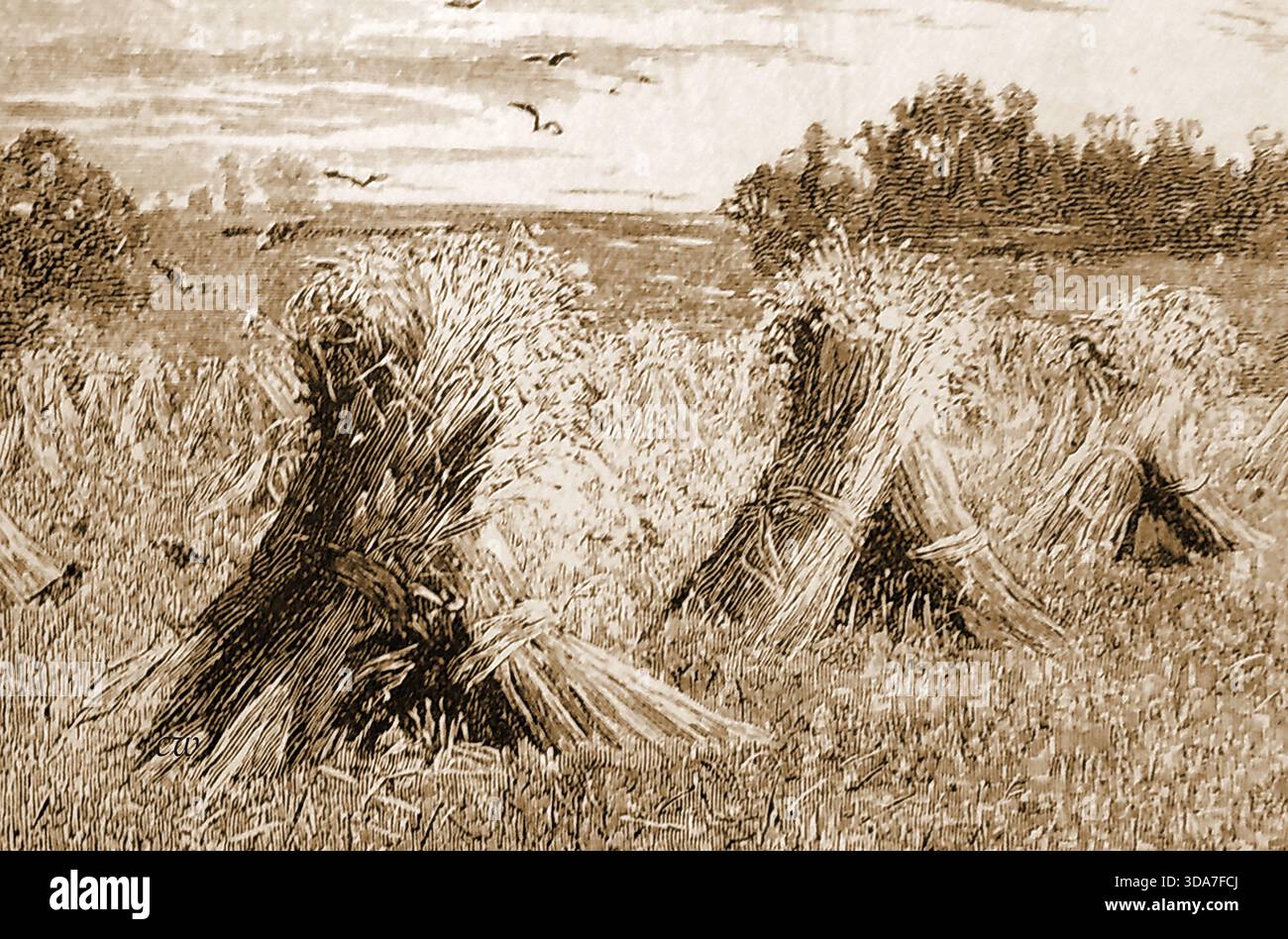 Crop rotation harvesting corn hi-res stock photography and images - Alamy