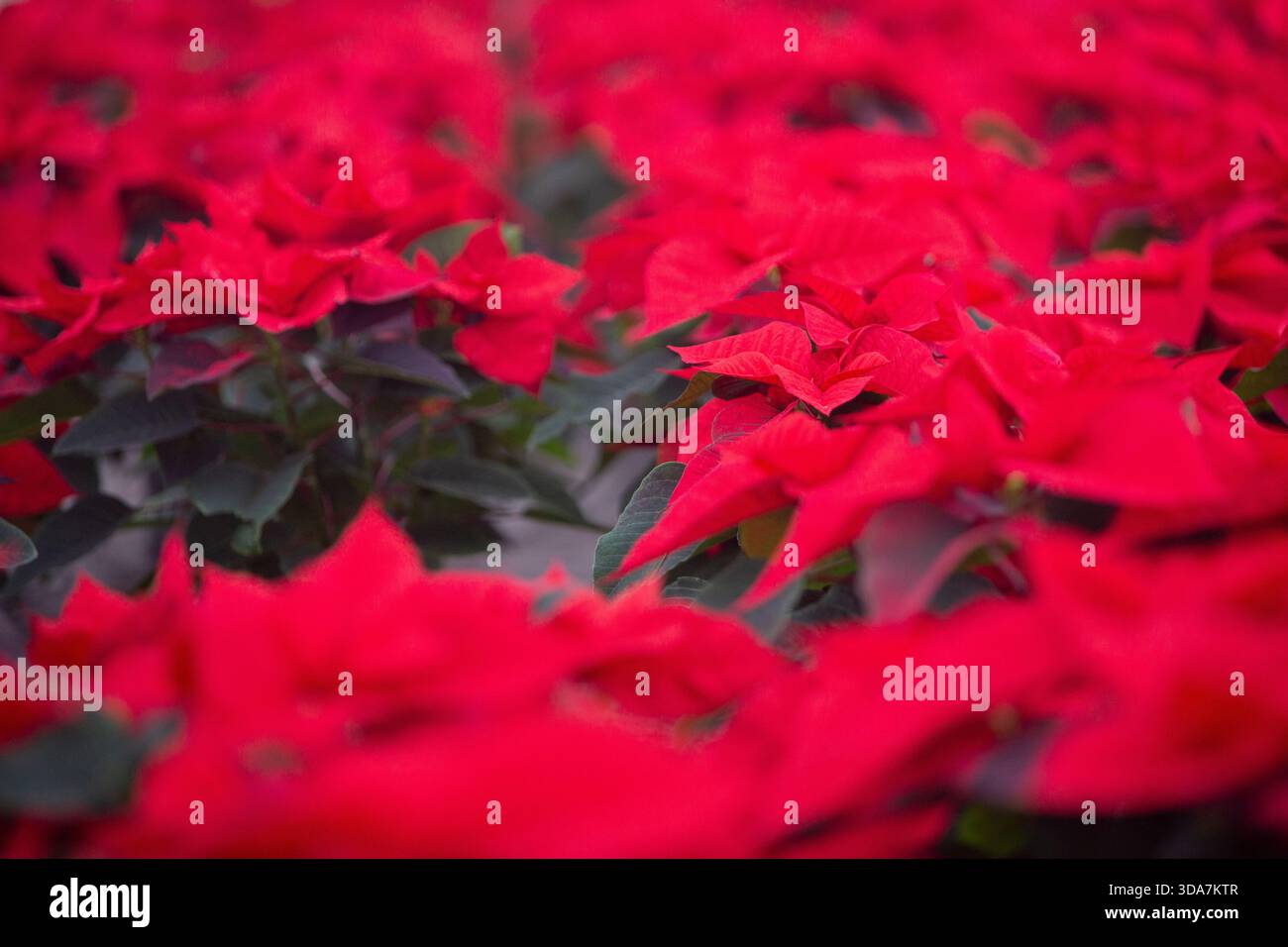 Friday 19th december 2025 hi-res stock photography and images - Alamy