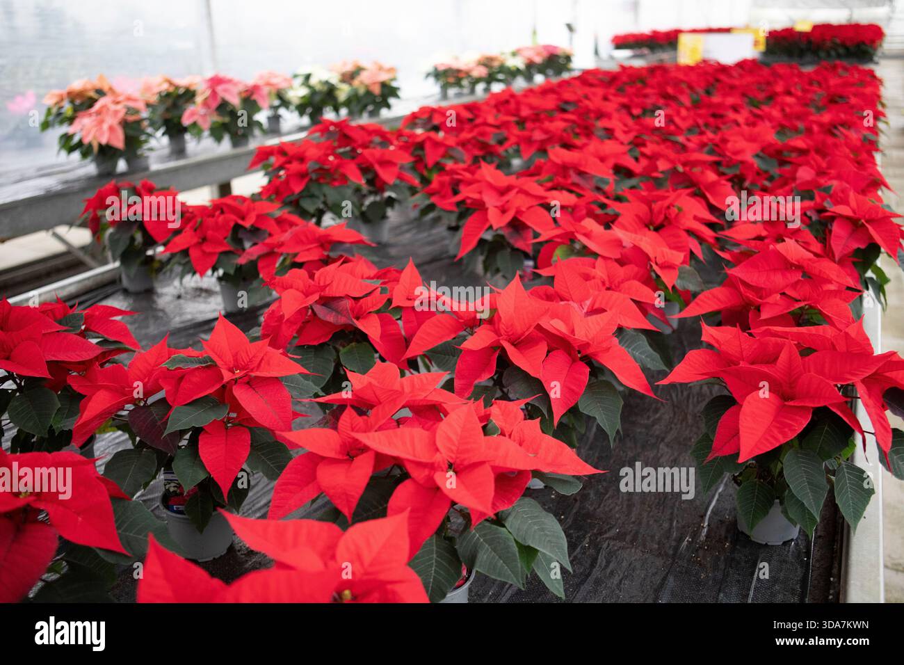 Friday 19th december 2025 hi-res stock photography and images - Alamy