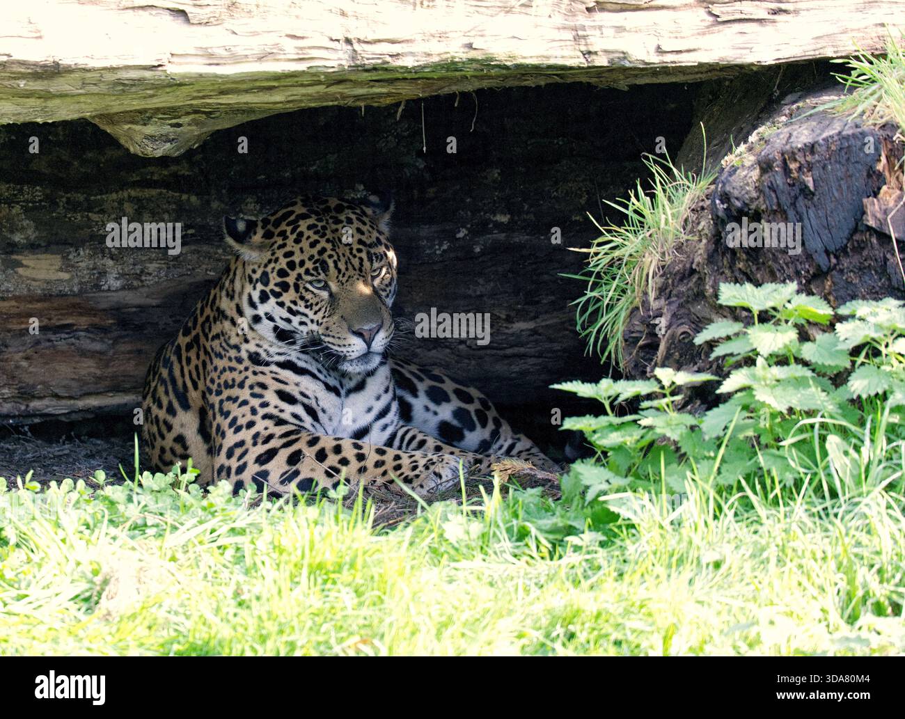 Golden Jaguar with black spots Chester Zoo, Upton-by-Chester, Cheshire ...