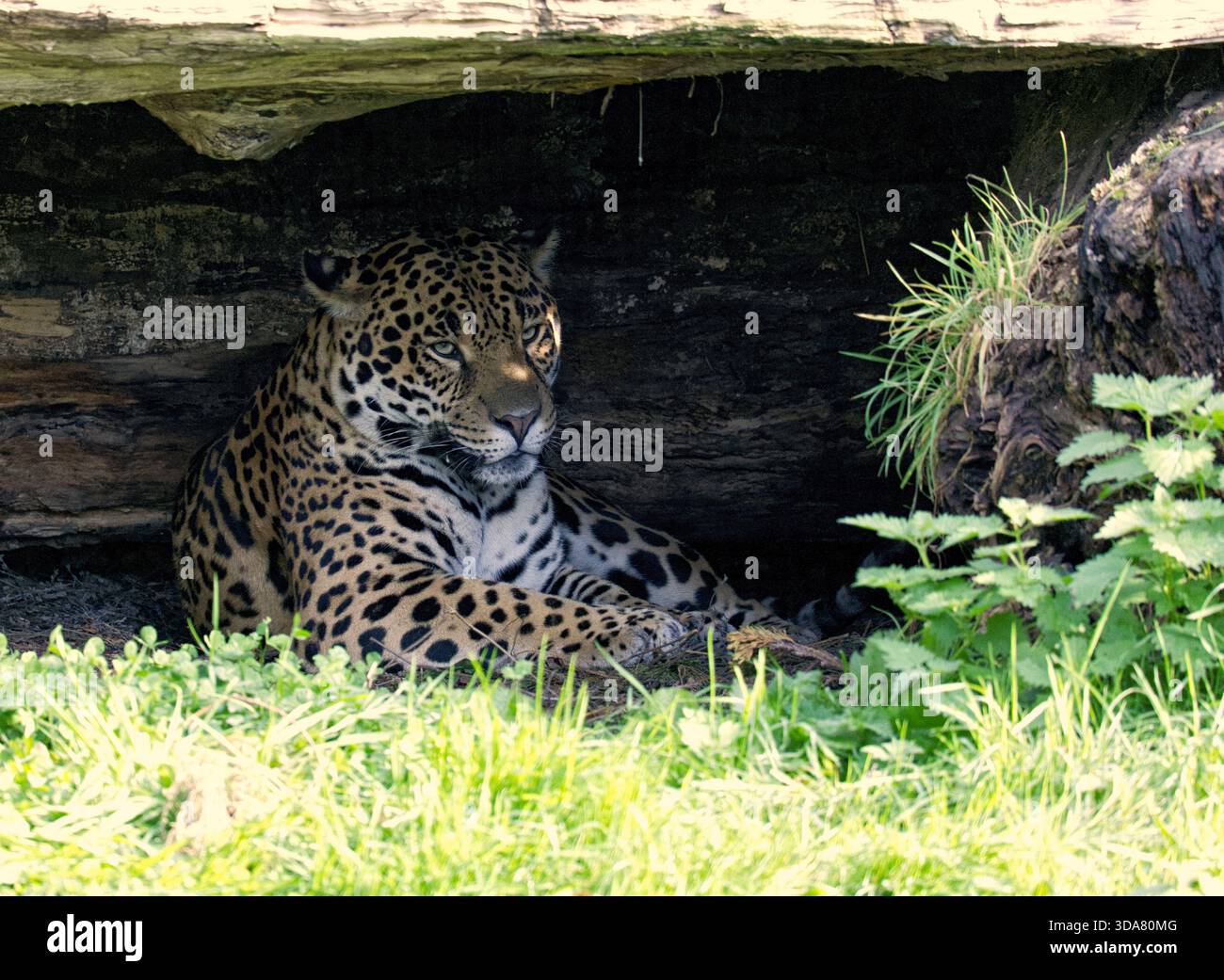 Golden Jaguar with black spots Chester Zoo, Upton-by-Chester, Cheshire ...