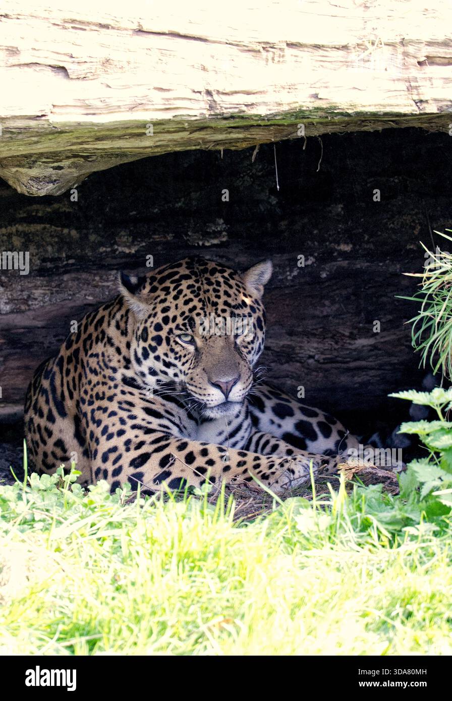 Golden Jaguar with black spots Chester Zoo, Upton-by-Chester, Cheshire ...