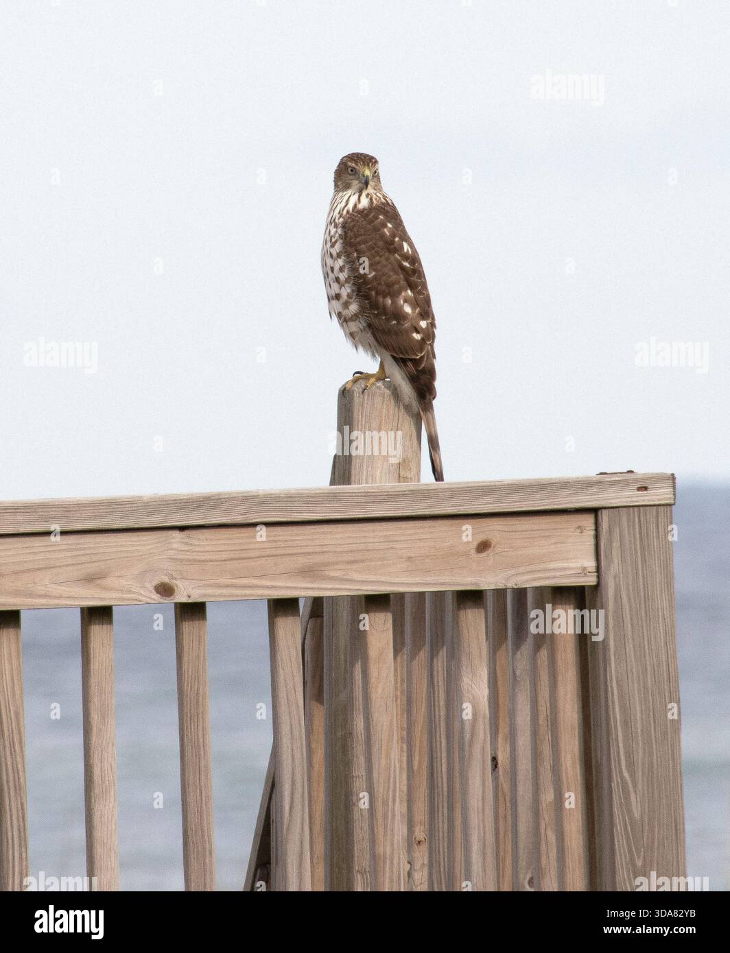 A Red Tailed Hawk makes a suprise apperance on Thanksgiving day on the ...