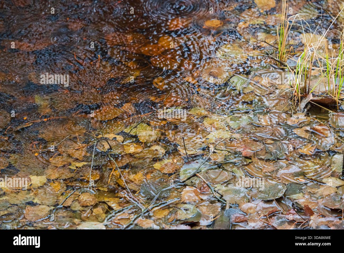 Raindrops fall in swamp hi-res stock photography and images - Alamy