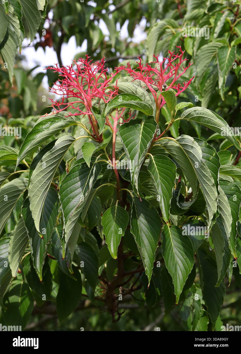 Dogwood tree hi-res stock photography and images - Alamy