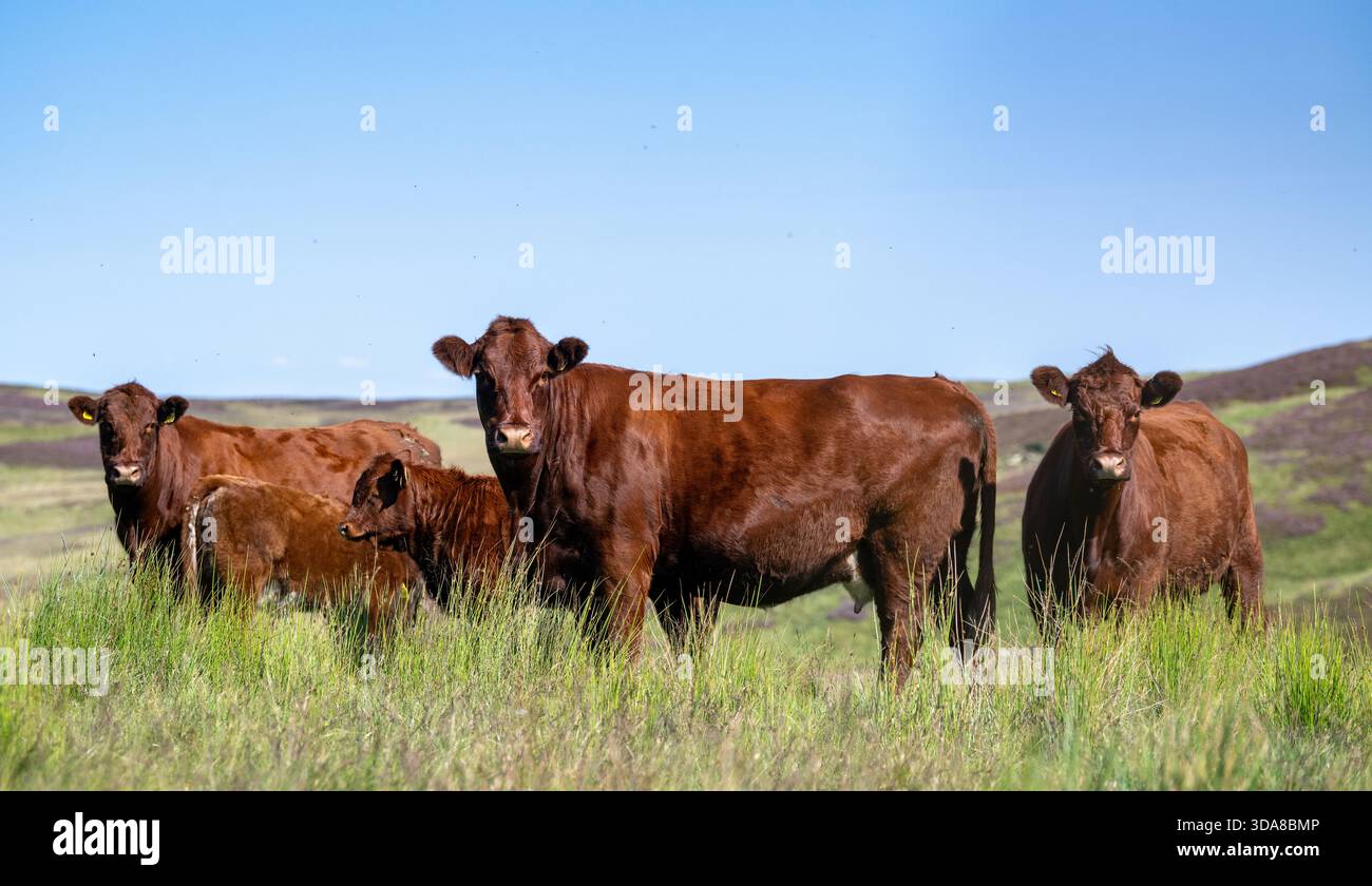 Luing cattle, a hardy native Scottish beef breed, grazing on moorland ...