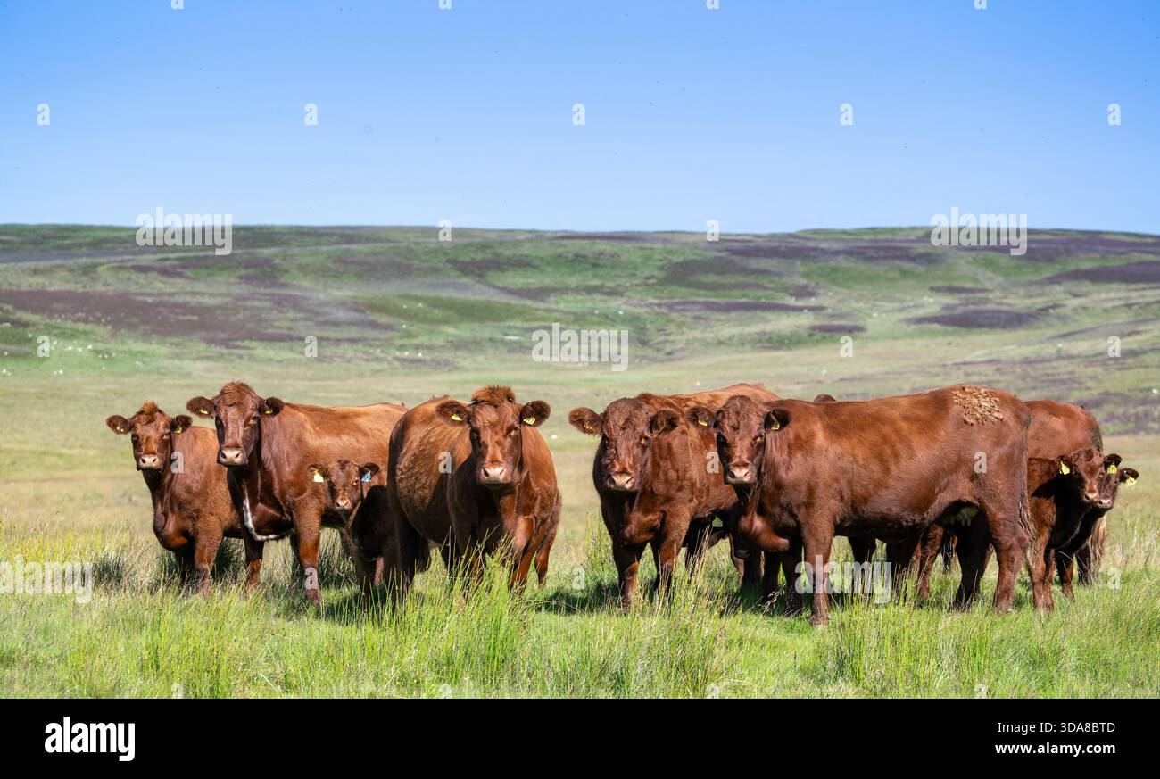 Luing cattle, a hardy native Scottish beef breed, grazing on moorland ...