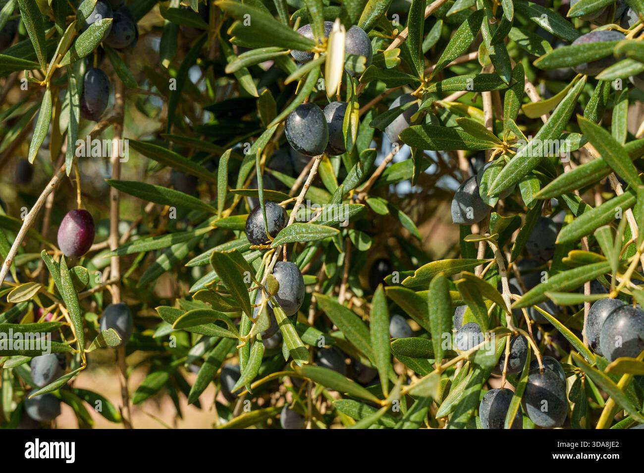 Images of olive groves in the Andalusian mountains. December 9, 2025 in ...