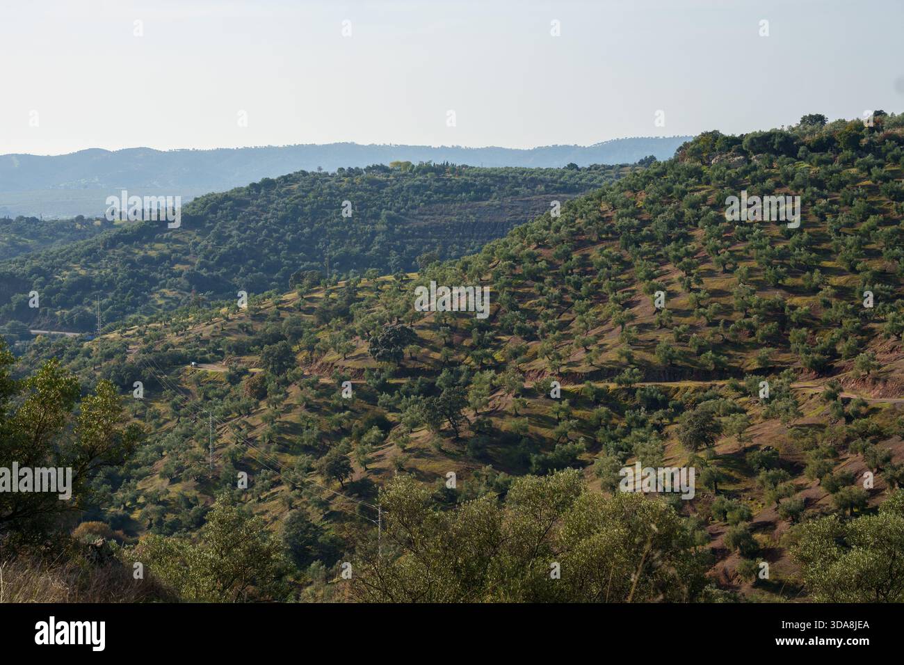 Images of olive groves in the Andalusian mountains. December 9, 2025 in ...