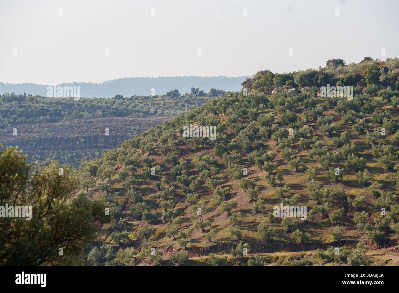Images of olive groves in the Andalusian mountains. December 9, 2025 in ...