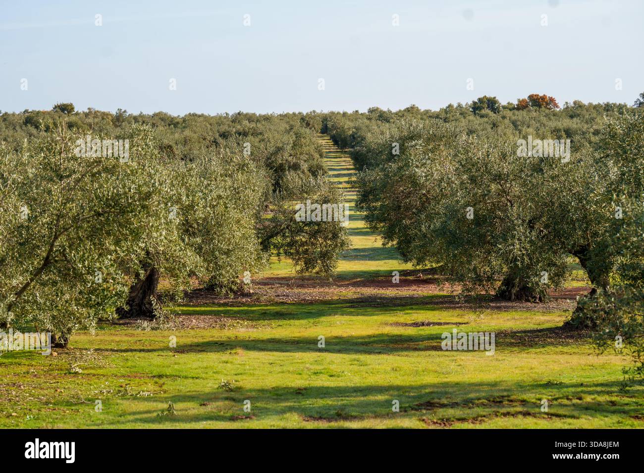 Images of olive groves in the Andalusian mountains. December 9, 2025 in ...