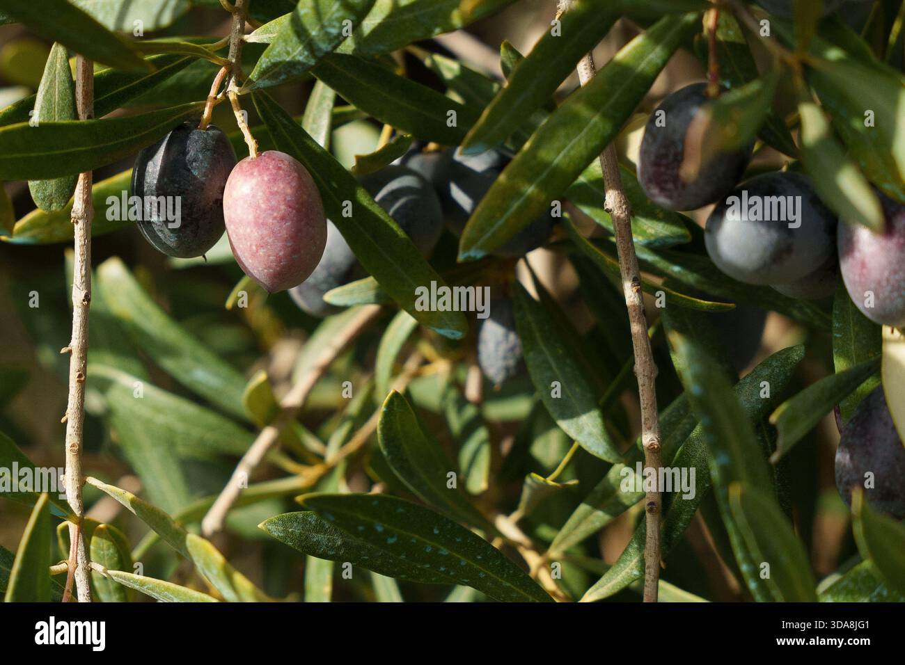 Images of olive groves in the Andalusian mountains. December 9, 2025 in ...