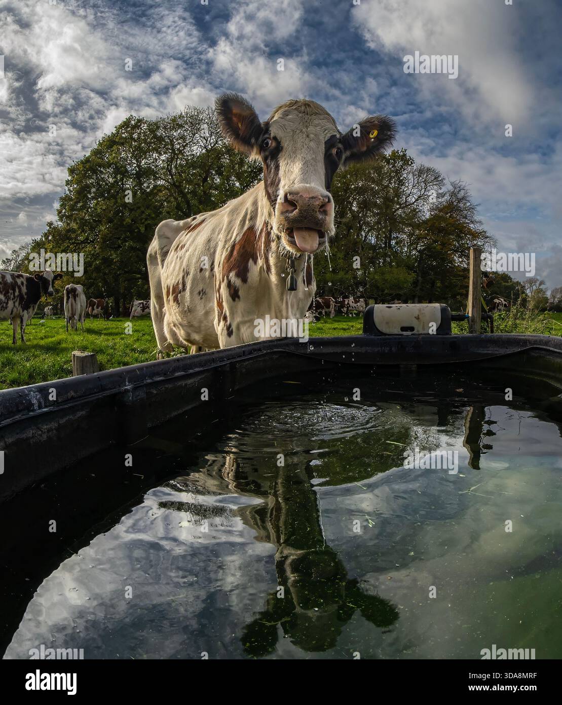 A single dairy cow (Bos taurus) stands by a water trough with tongue ...