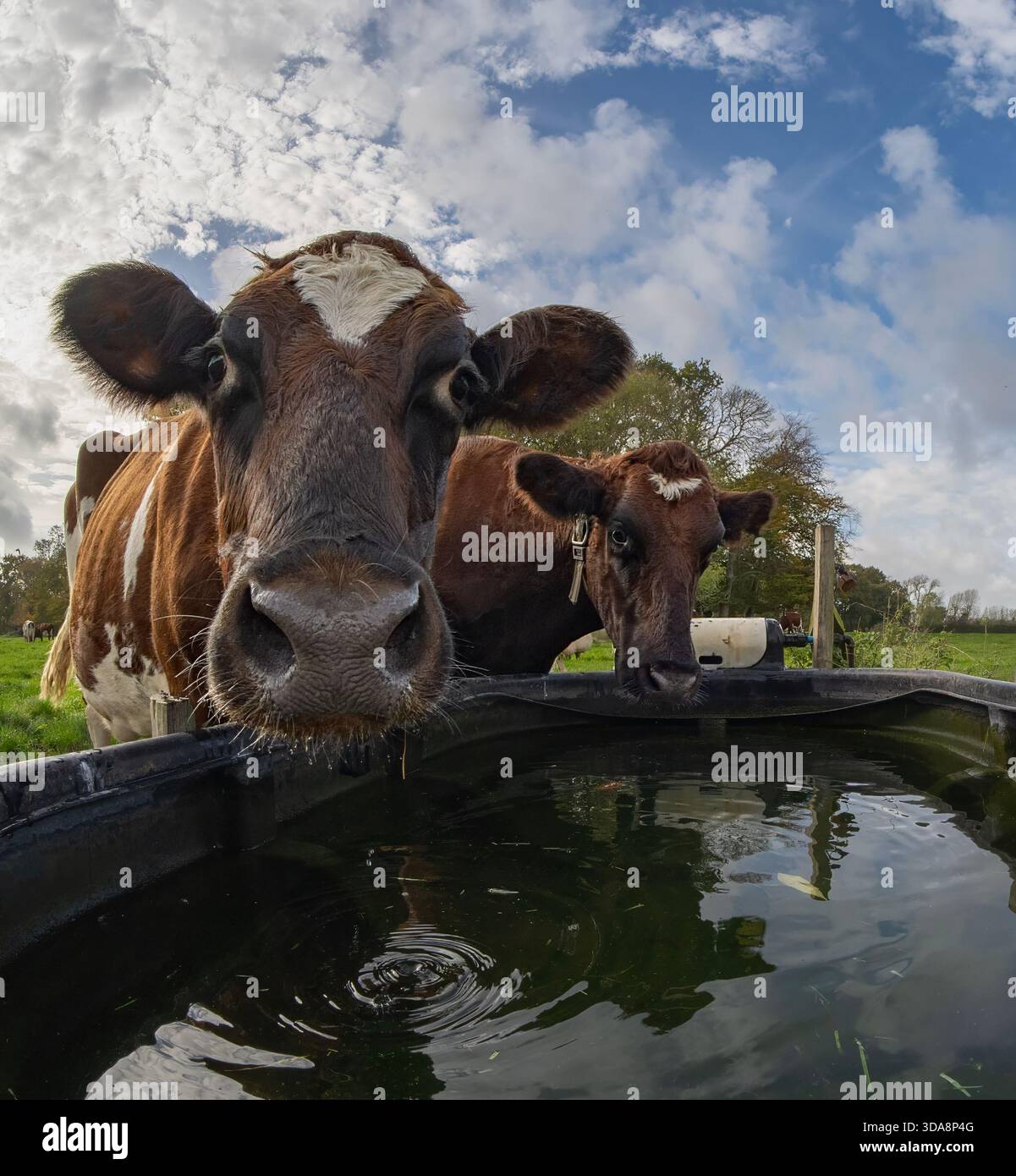 Distorted view cows up close hi-res stock photography and images - Alamy