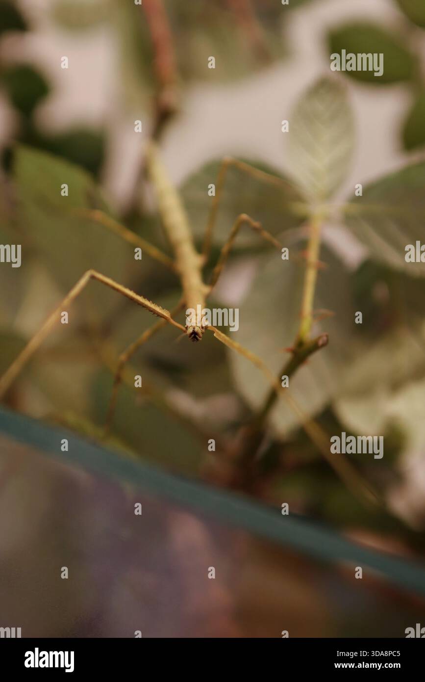 large insect crawling on the wall of the insectarium. It is Phasmatodea ...