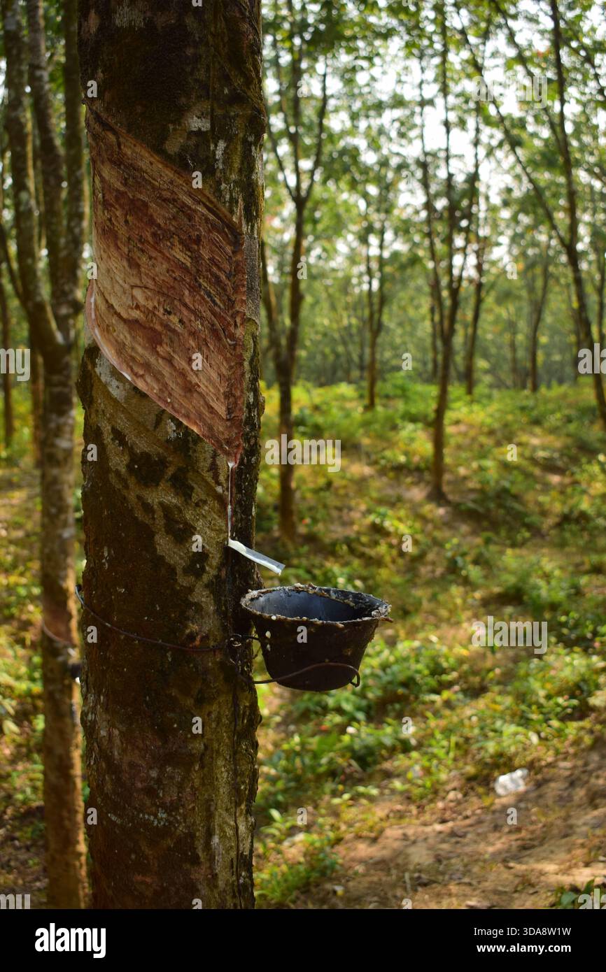 Rubber farming culture hi-res stock photography and images - Alamy
