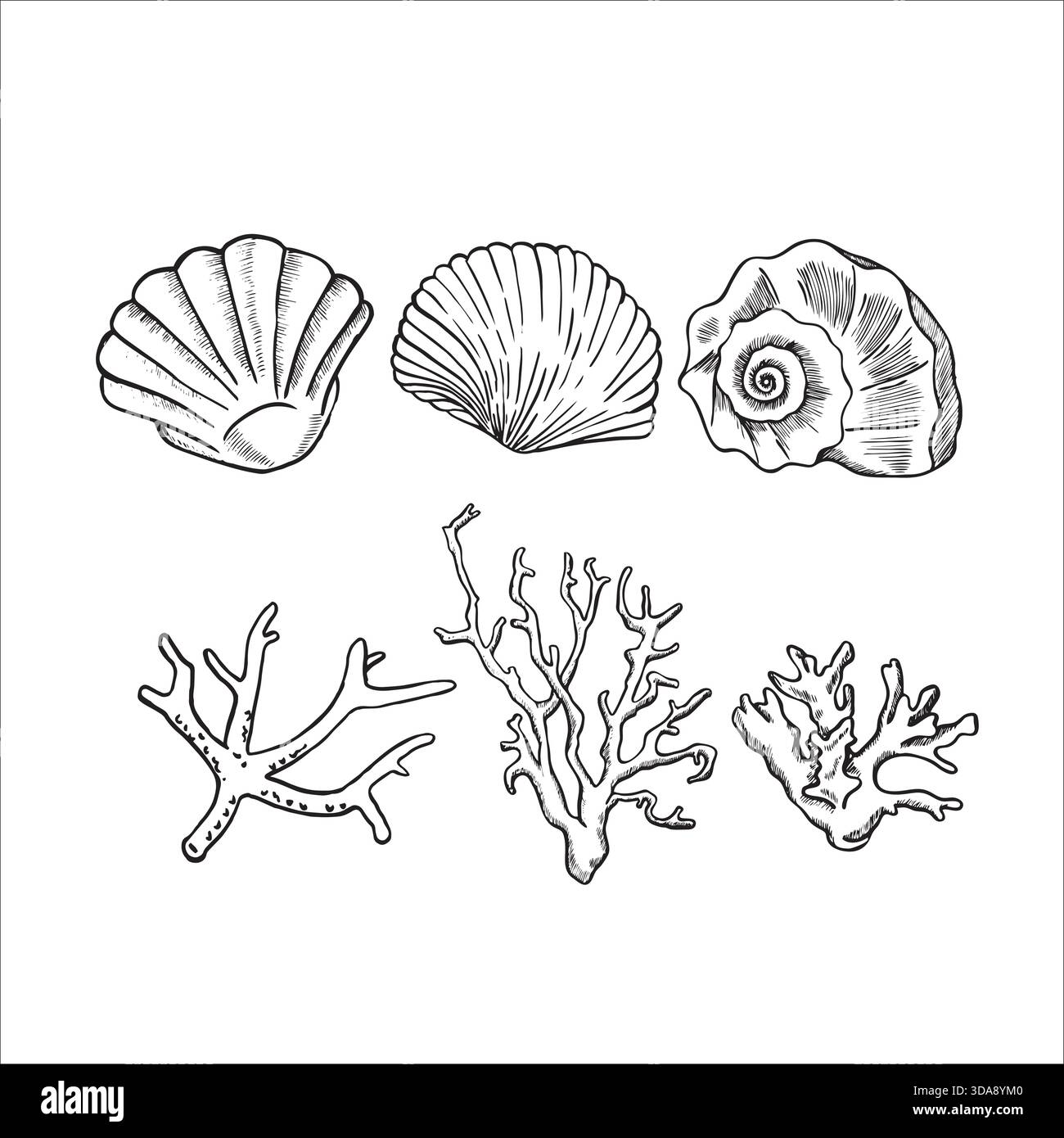 Sea shell cartoon tropical Black and White Stock Photos & Images - Alamy