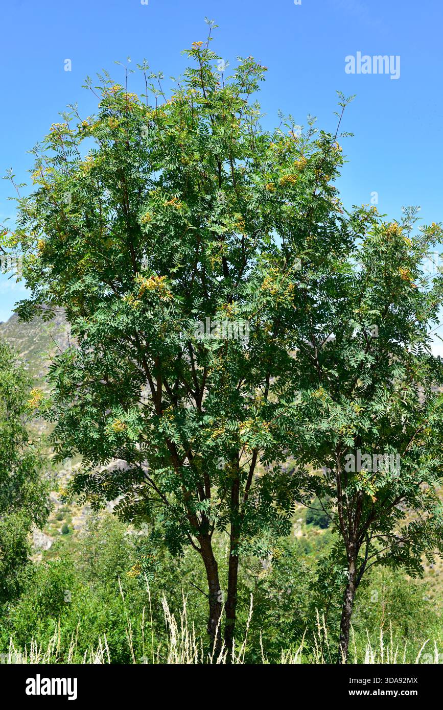 Rowan (Sorbus aucuparia) is a deciduous shrub or small tree; Native to ...