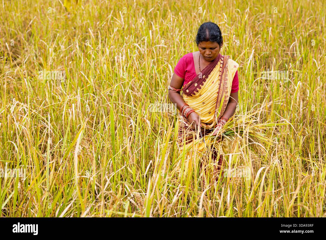 Farmer woman india hi-res stock photography and images - Alamy