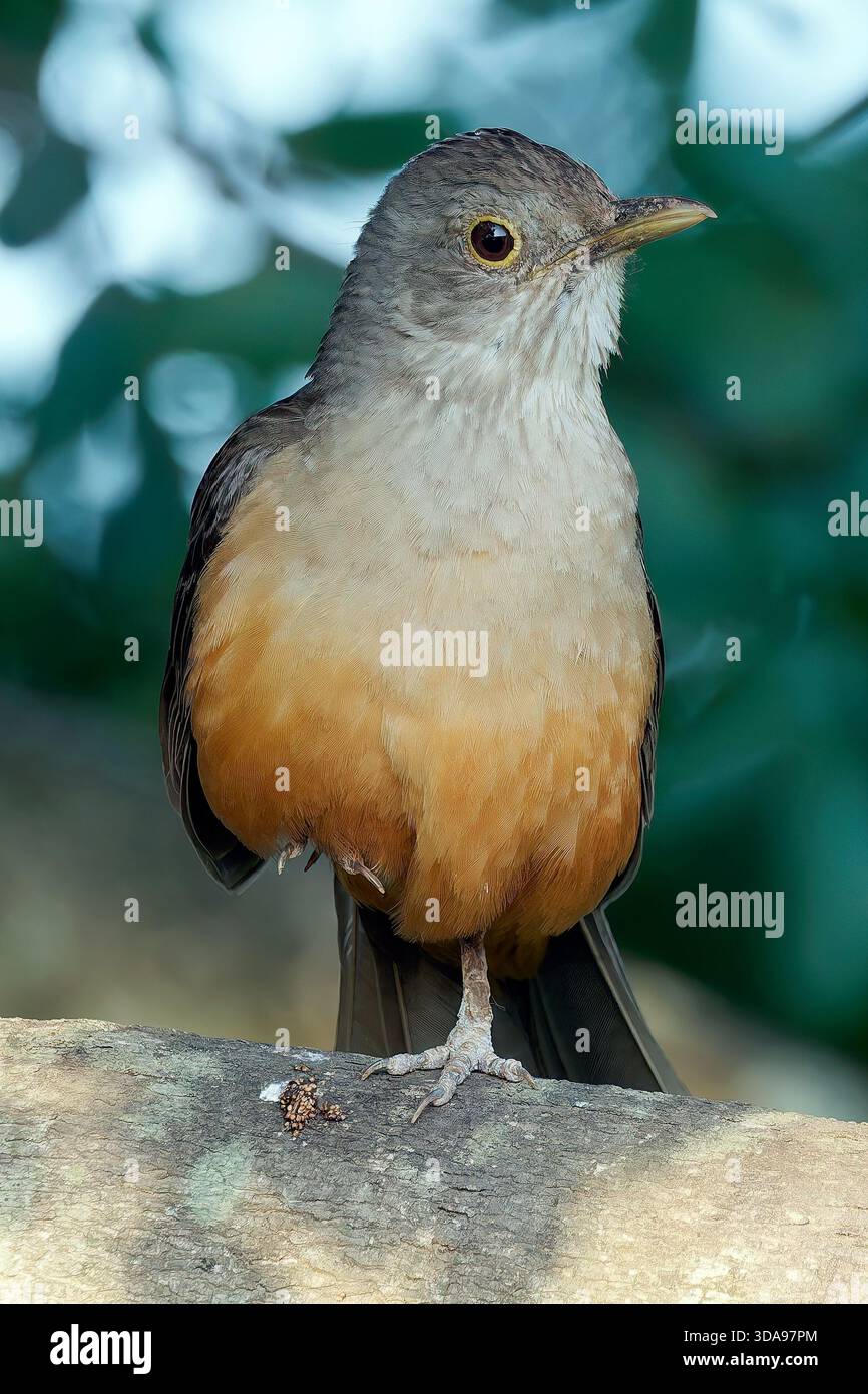 rufous-bellied thrush, Rotbauchdrossel, Merle à ventre roux, Turdus ...