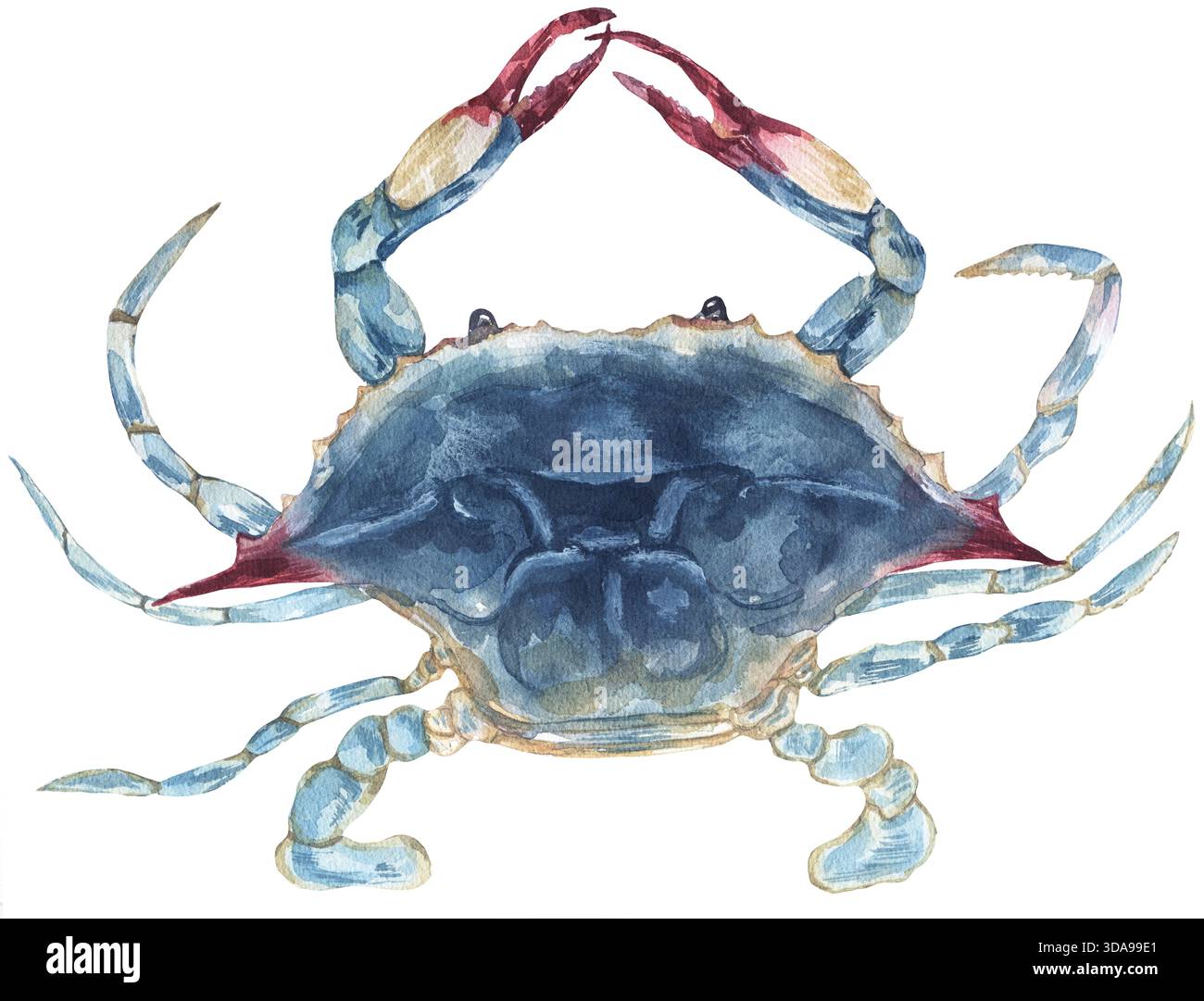 Watercolor hand painted Sea Blue Crab clipart, Animal Illustration ...
