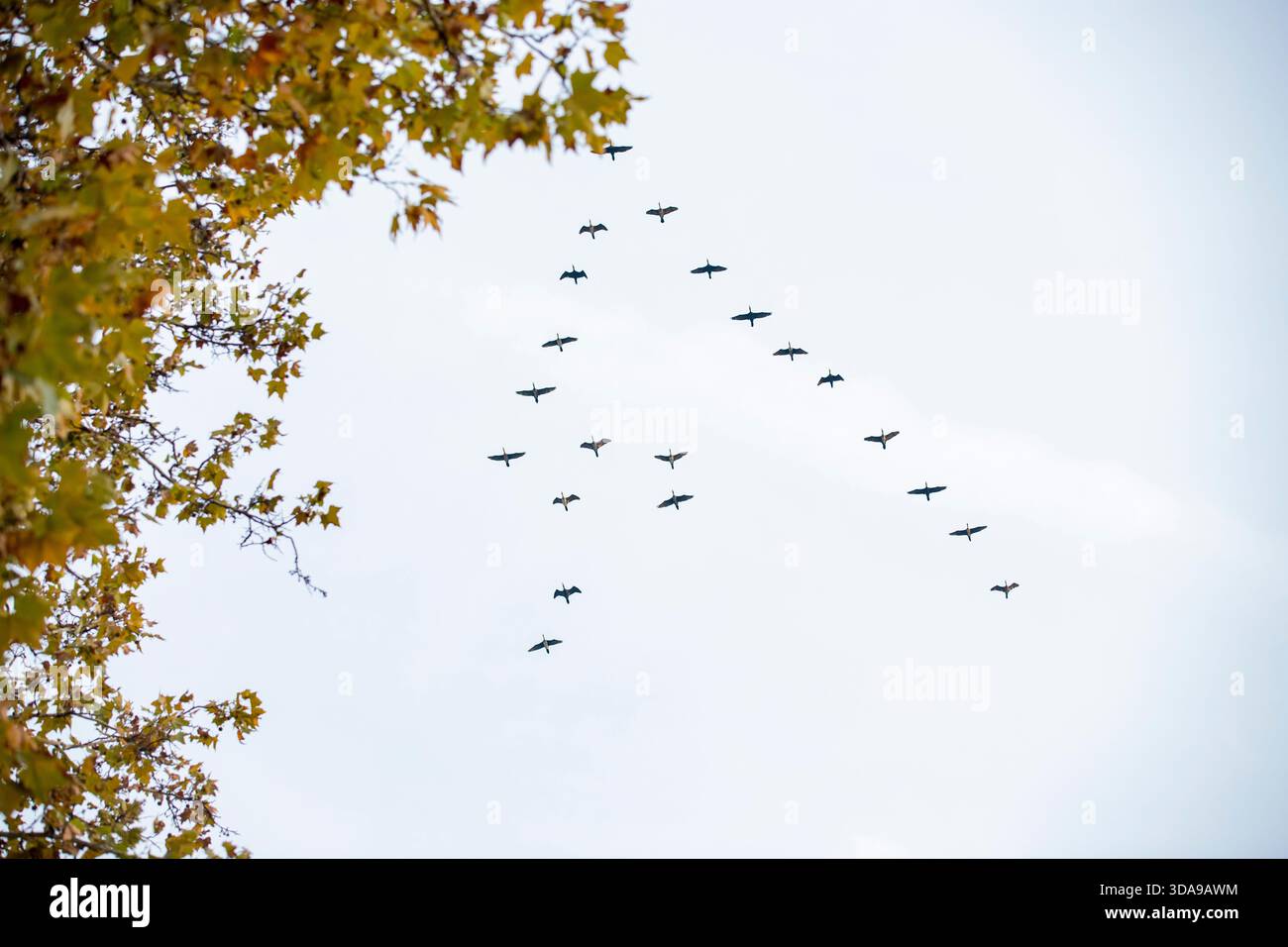 V formation flying birds hi-res stock photography and images - Alamy