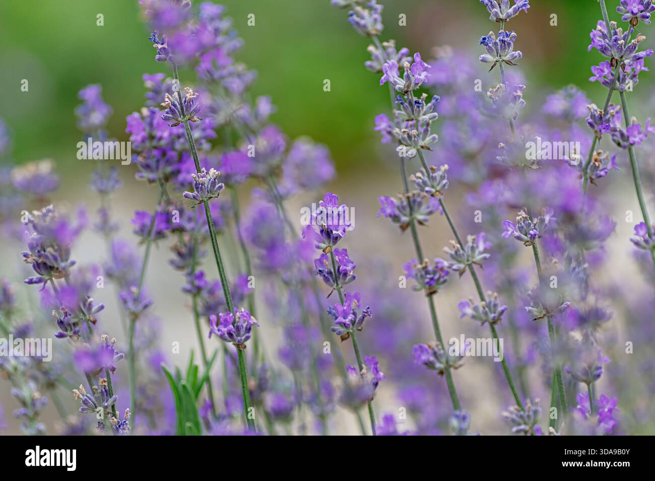 Soft focus lavender hi-res stock photography and images - Alamy