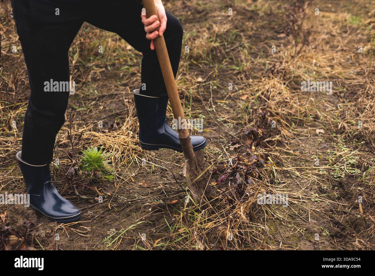 Agronomist man harvesting crop hi-res stock photography and images - Alamy