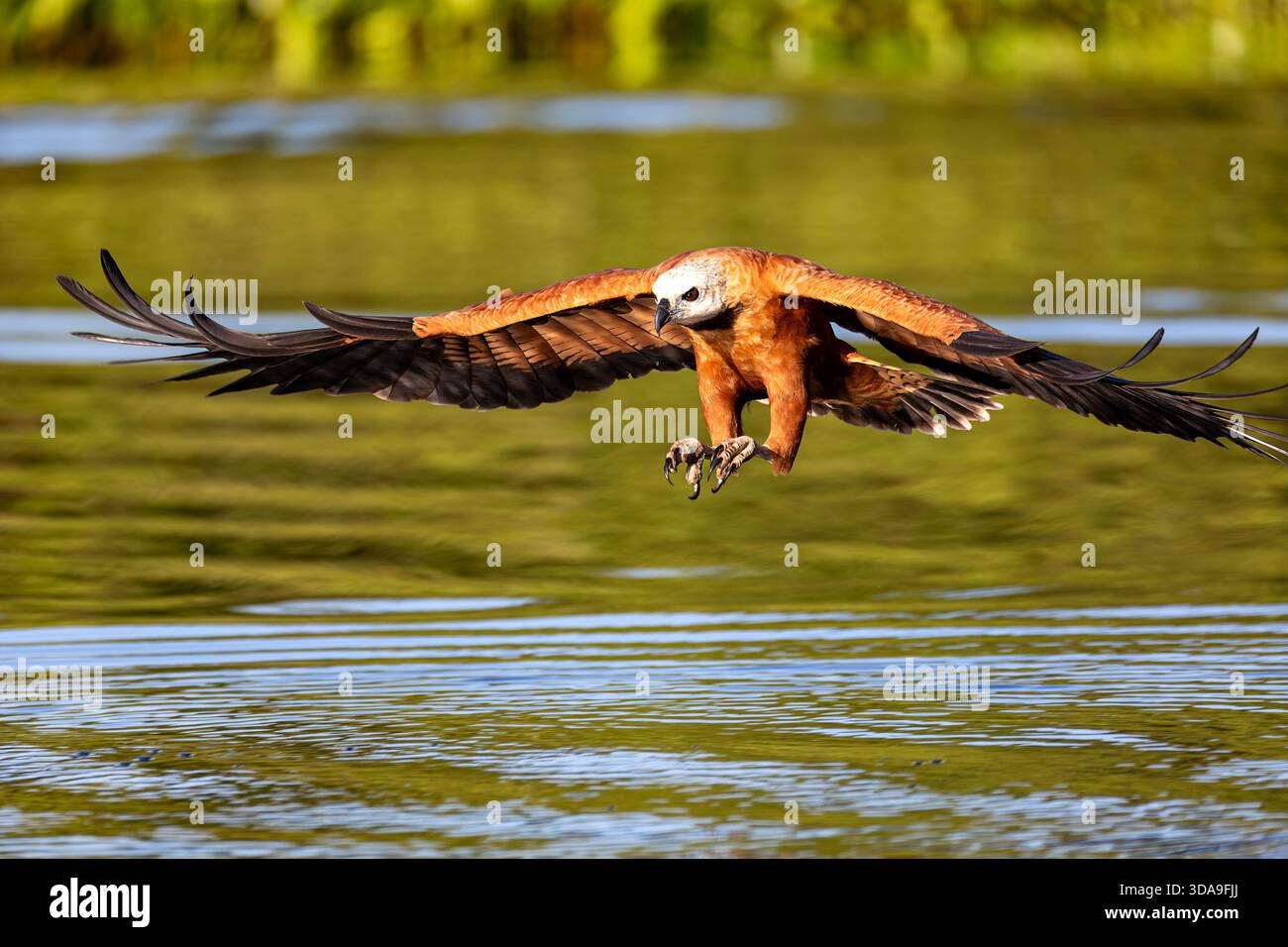 Black-collared hawk (Busarellus nigricollis), species of bird of prey ...