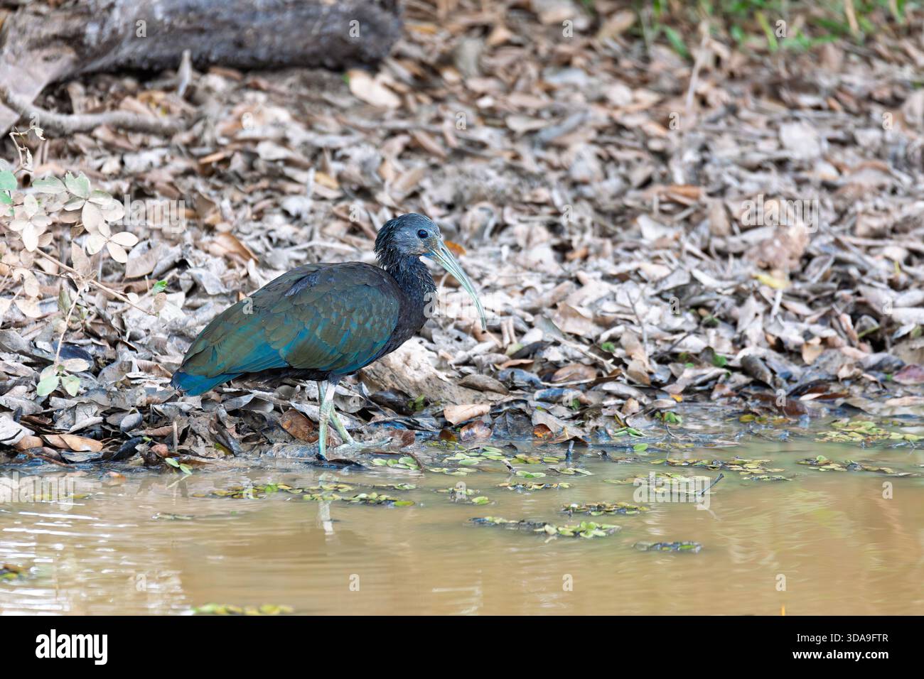 Green ibis (Mesembrinibis cayennensis), known as the Cayenne ibis ...