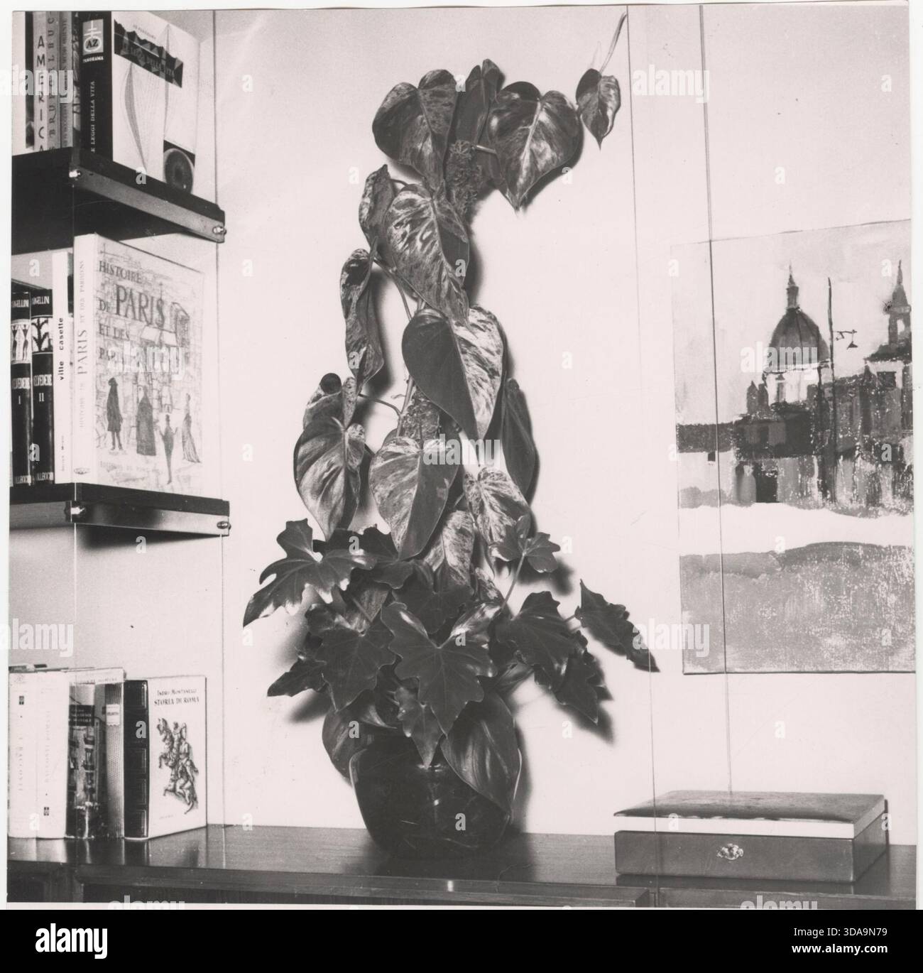 Three different varieties of Rhododendron mixed in a unique plant 1959 ...