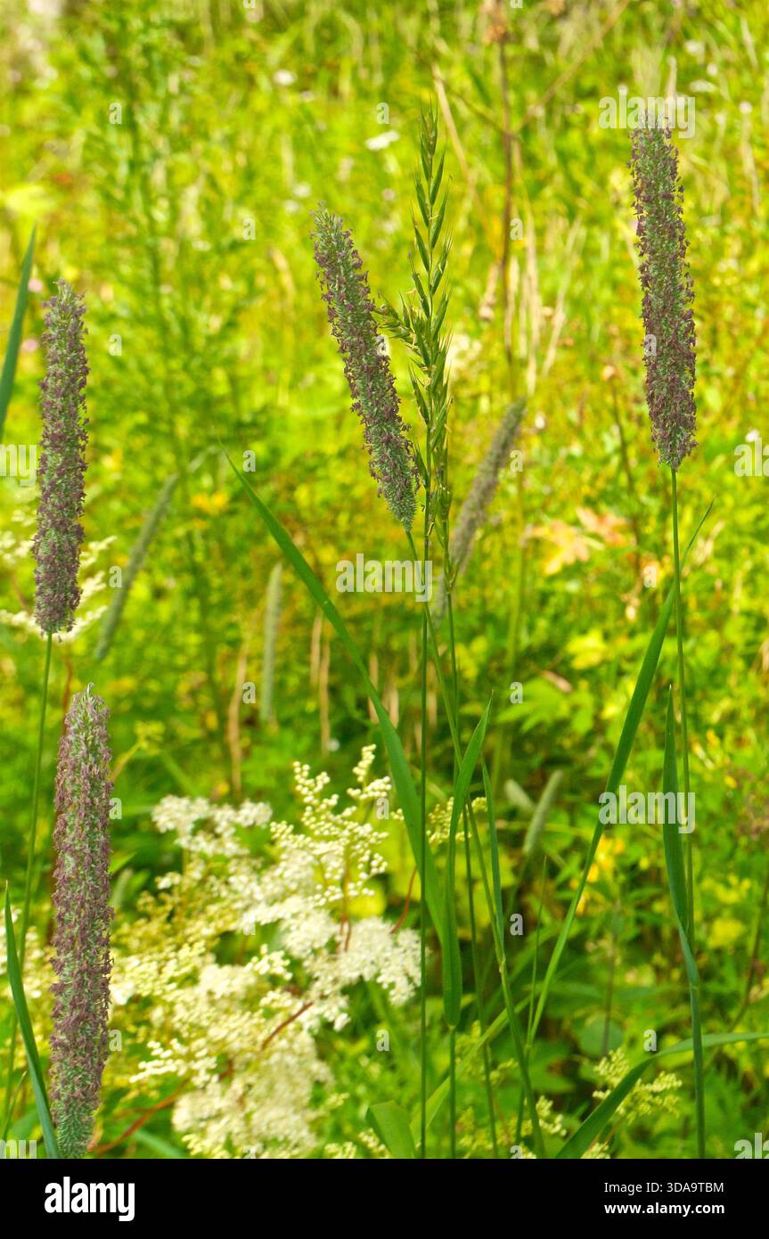 Flower head of Timothy grass, (Phleum pratense), Yorkshire, England, UK ...
