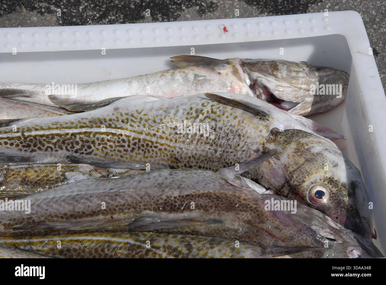 Dragor/Copenhagen/Denmark/ 21 August 2015 Danish fisherman sorting out ...