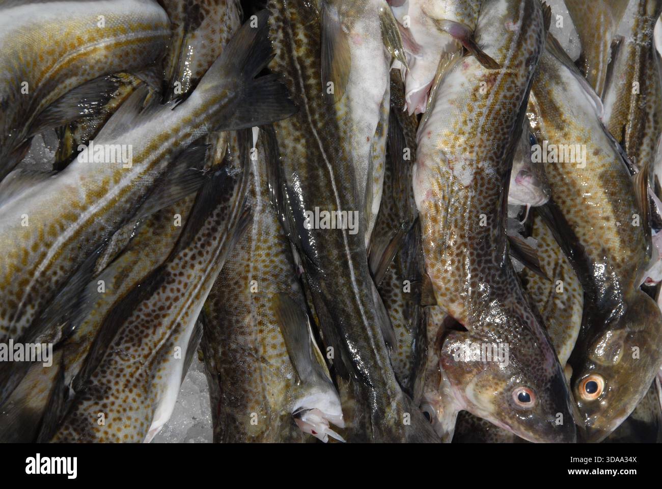Dragor/Copenhagen/Denmark/ 21 August 2015 Danish fisherman sorting out ...