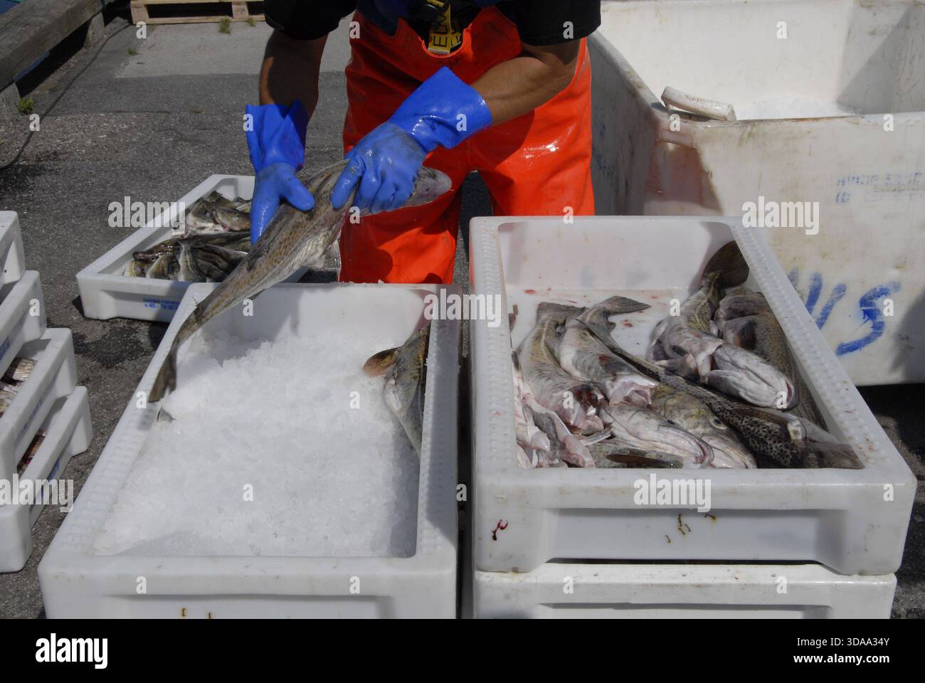 Dragor/Copenhagen/Denmark/ 21 August 2015 Danish fisherman sorting out ...