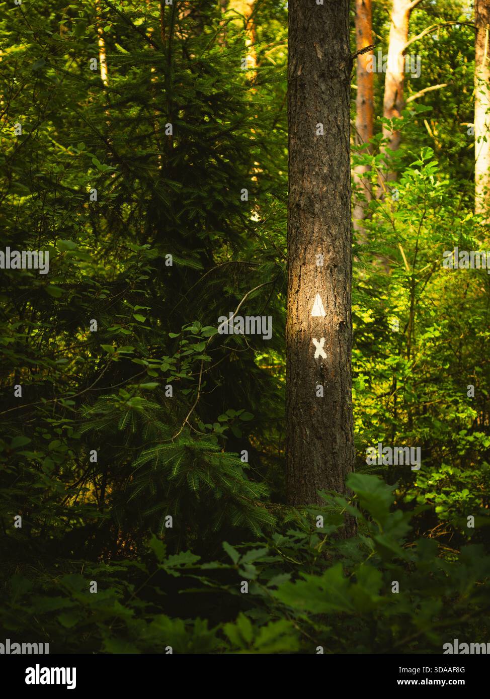 Sunlit forest tree with white trail markings surrounded by lush green ...