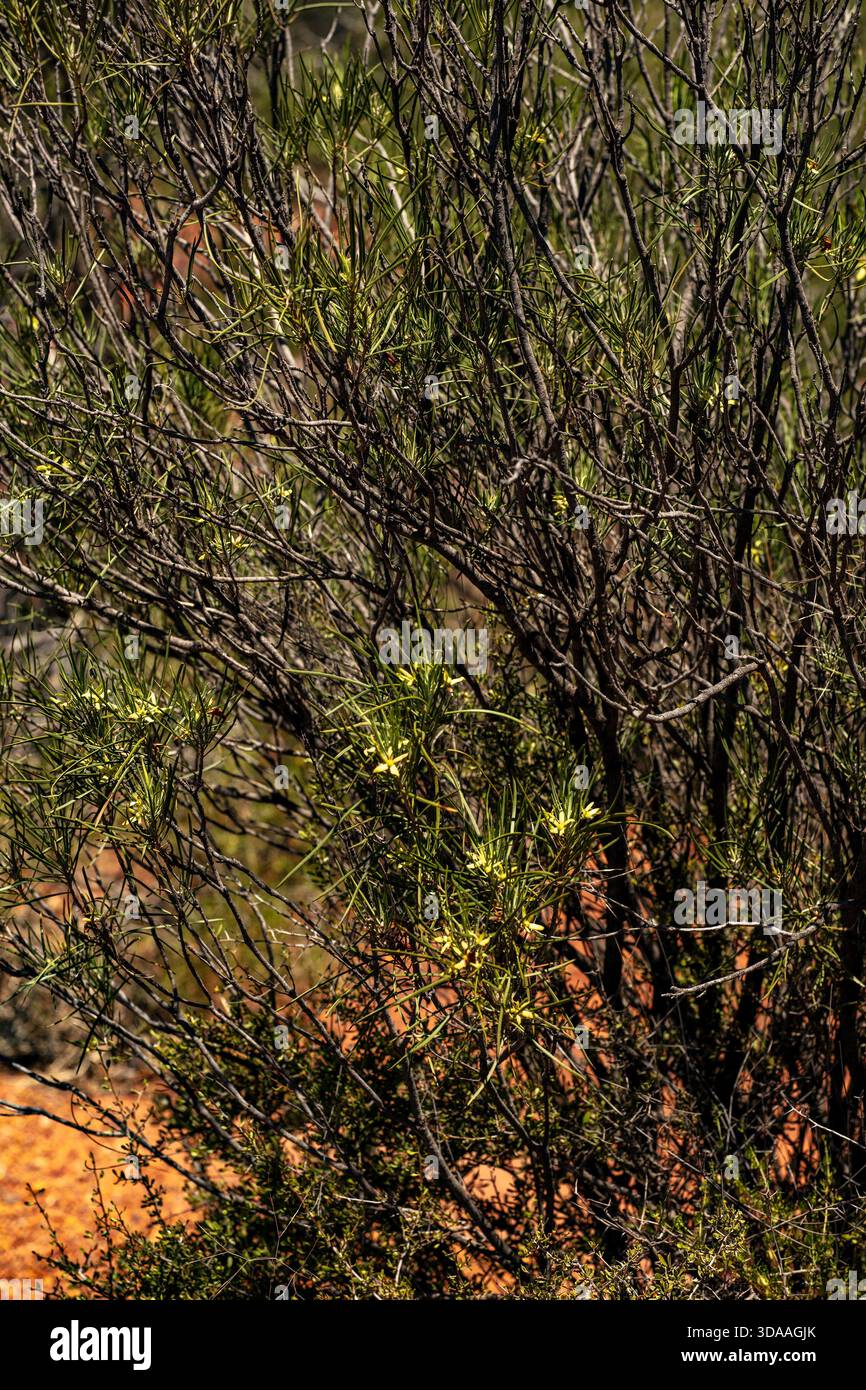 Outskirts of kalgoorlie boulder hi-res stock photography and images - Alamy