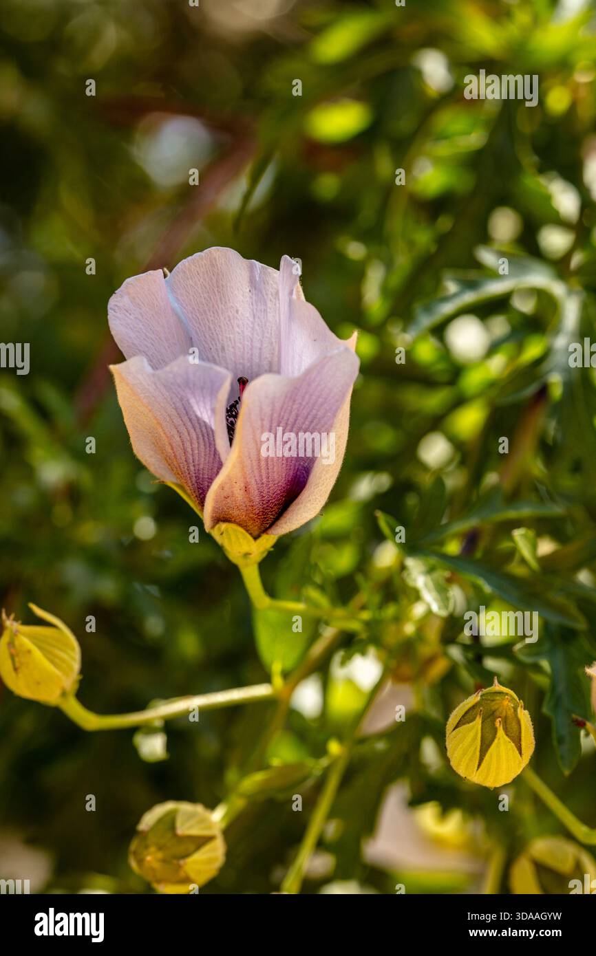 Significant Aboriginal Bush Food & Medicine Garden at the Museum of the ...