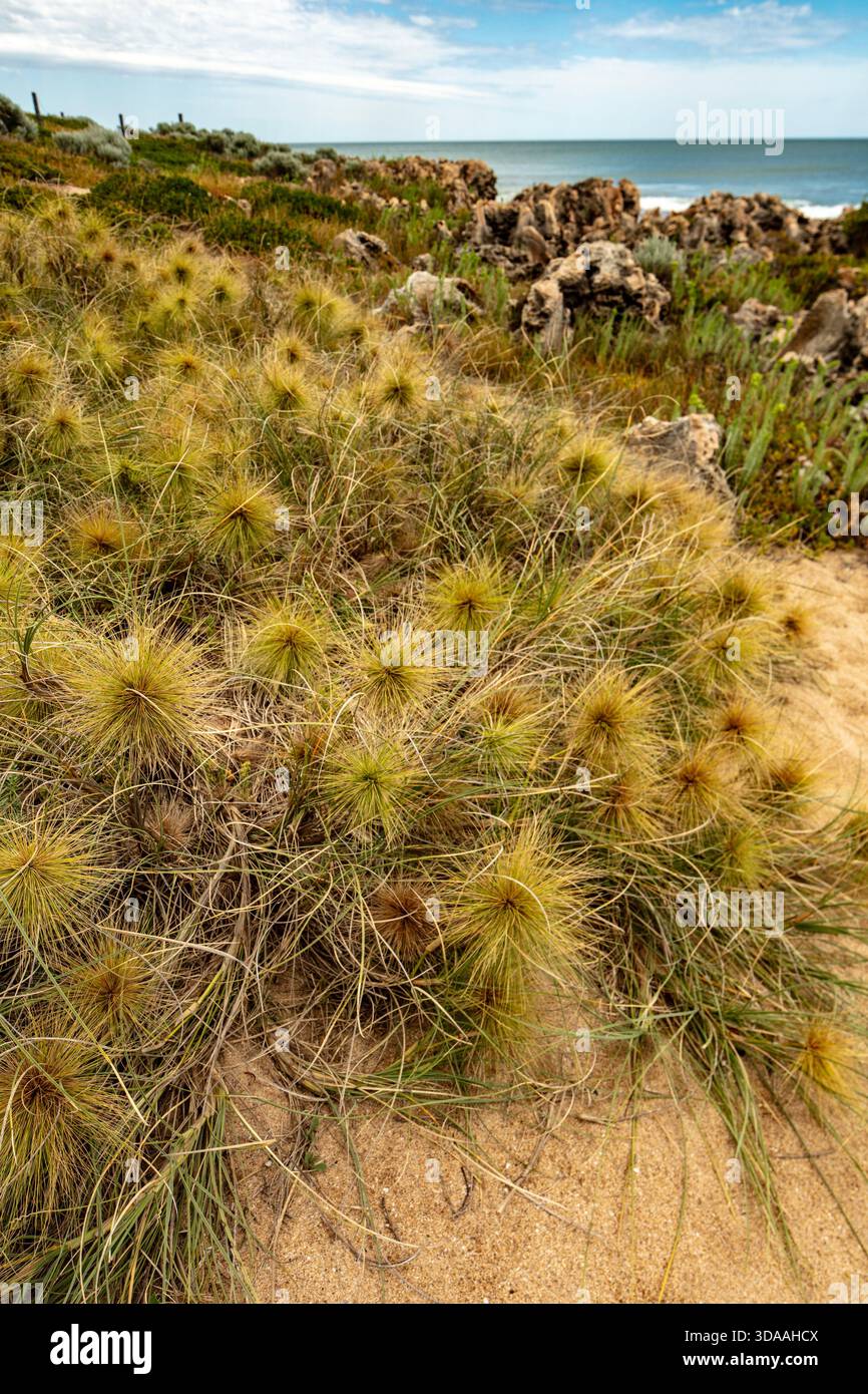 Very close up natural patterns of Cyperus papyrus, in soft West ...