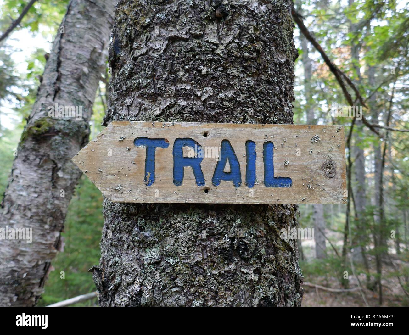 Wooden trail indicator sign posted on tree in natural parkland hiking ...