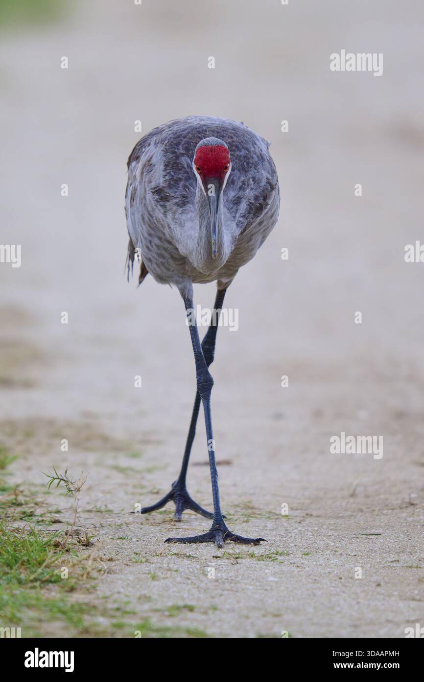 Crane on path head hi-res stock photography and images - Alamy