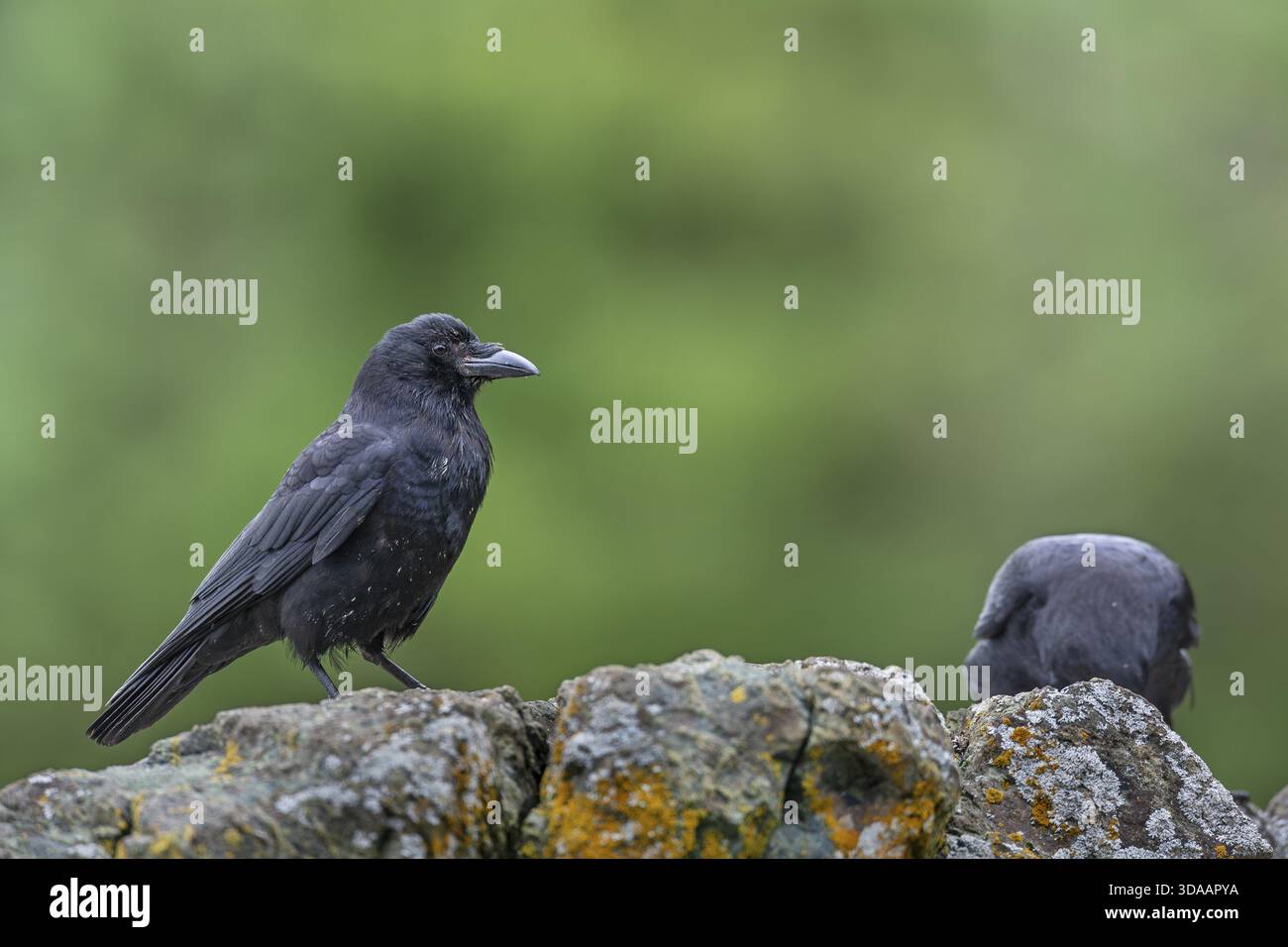 Sun crows (Corvus caurinus) eat the remains of chum salmon, carrion ...