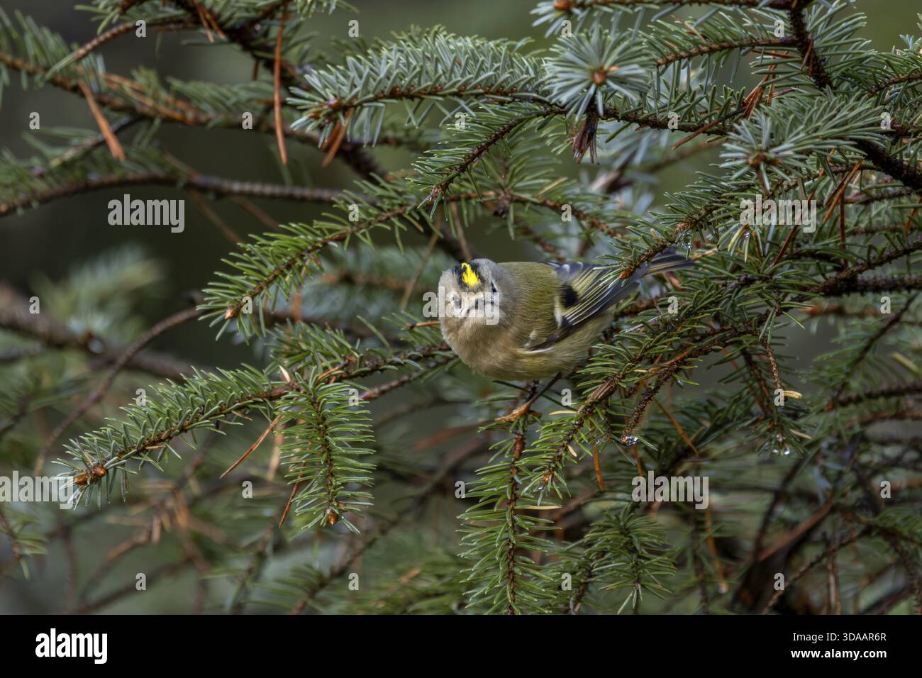 The goldcrest (Regulus regulus) is difficult to spot among the dense ...