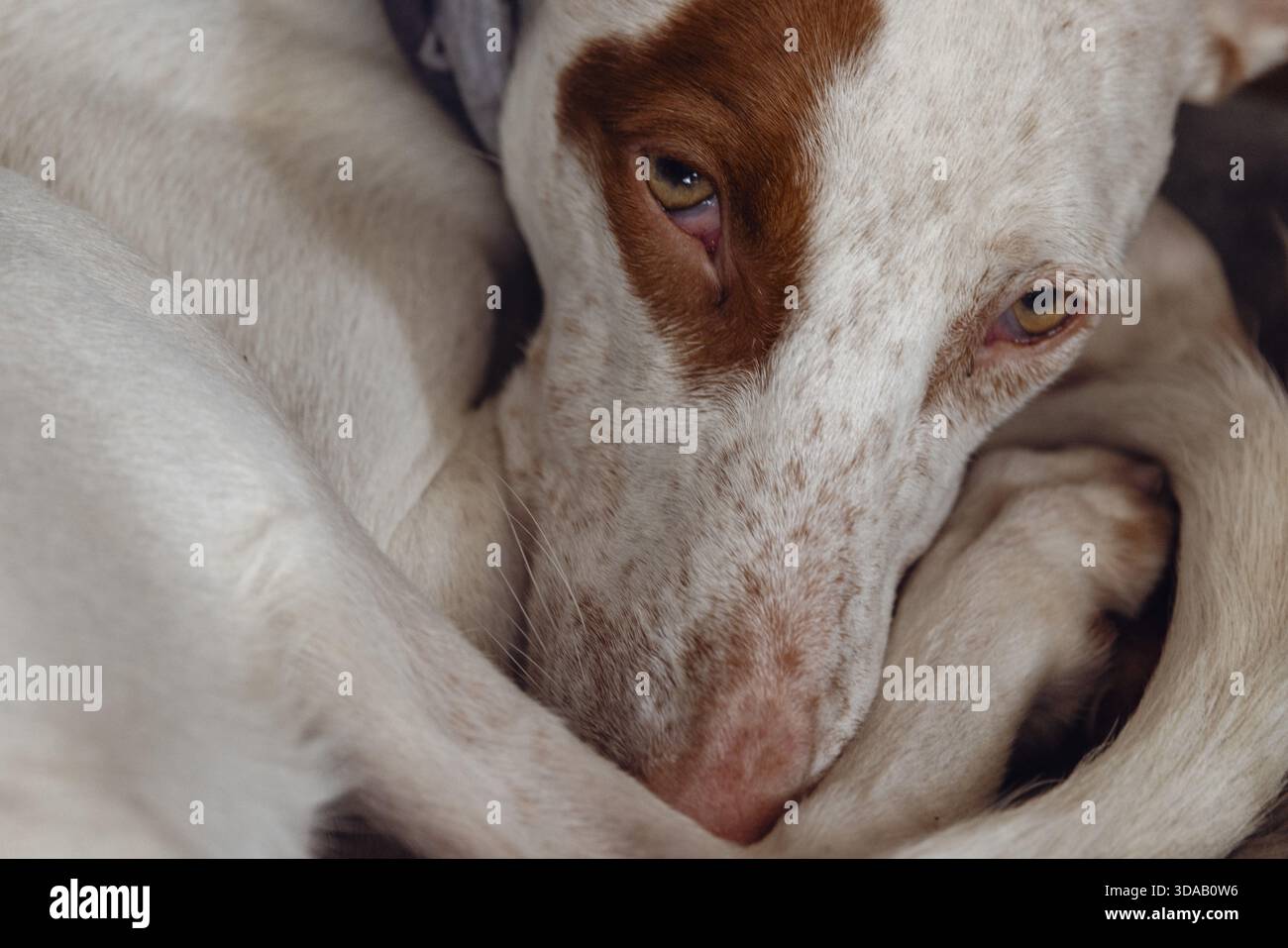 White dog, Podenco, with brown spots is curled up tight at home with a ...