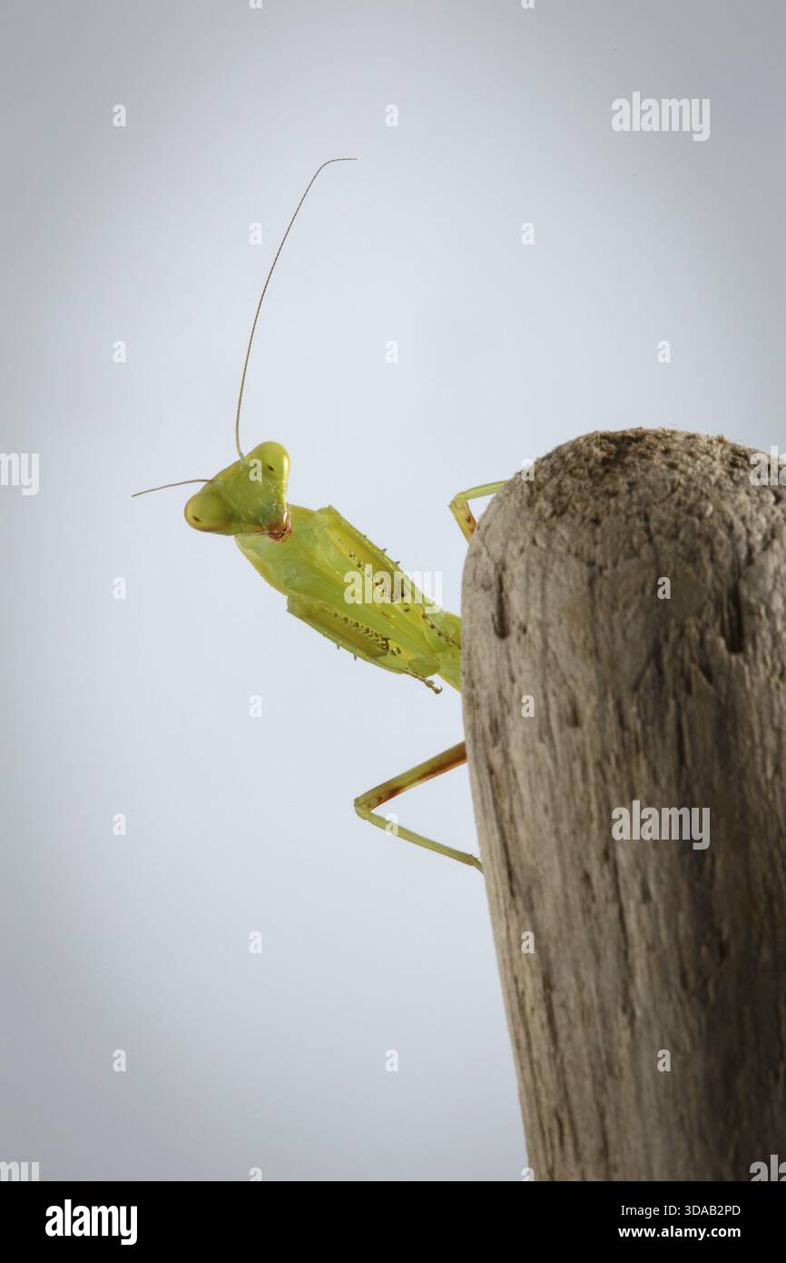 Closeup Green Praying Mantis on Stick. White background Stock Photo - Alamy