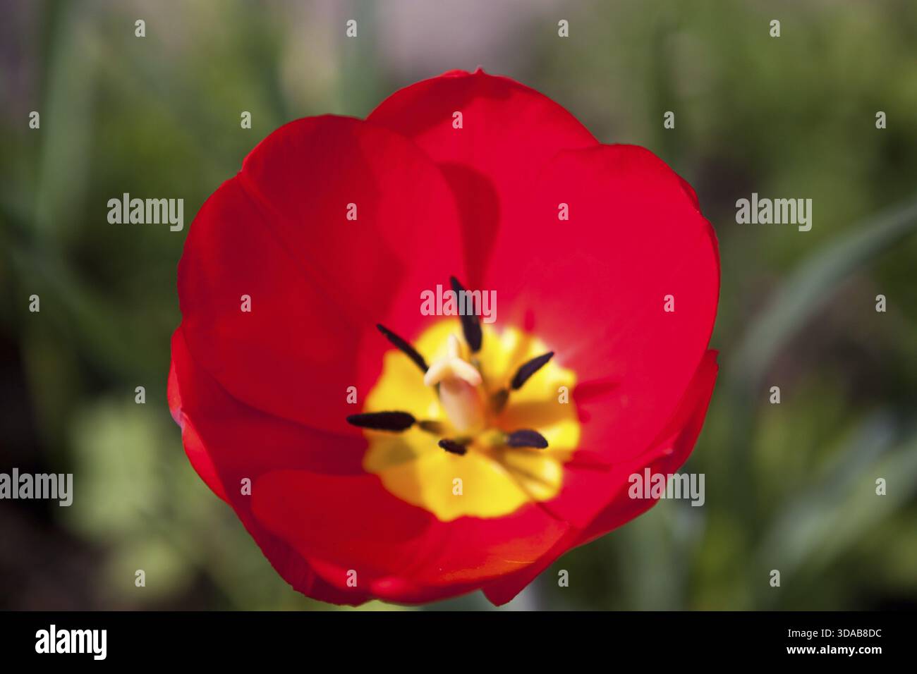 Red tulip bud close hi-res stock photography and images - Alamy