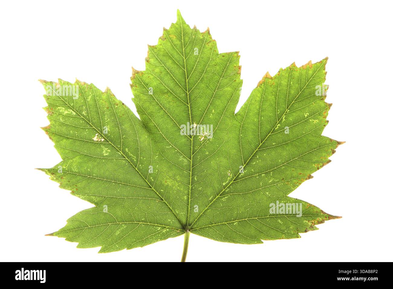 Leaf green deciduous tree Cut Out Stock Images & Pictures - Alamy