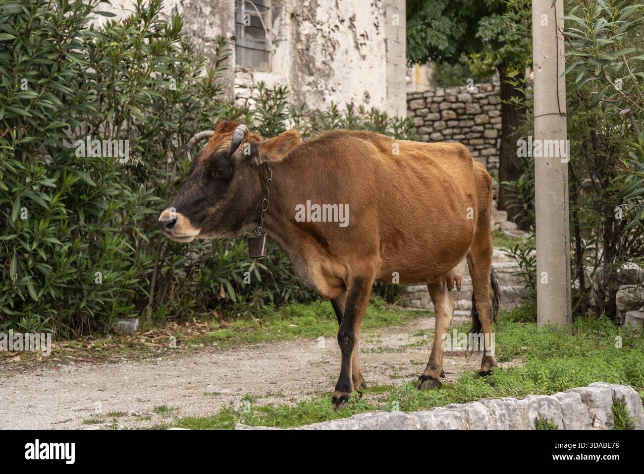 Cow on narrow village path in front of historic architecture, Qeparo ...