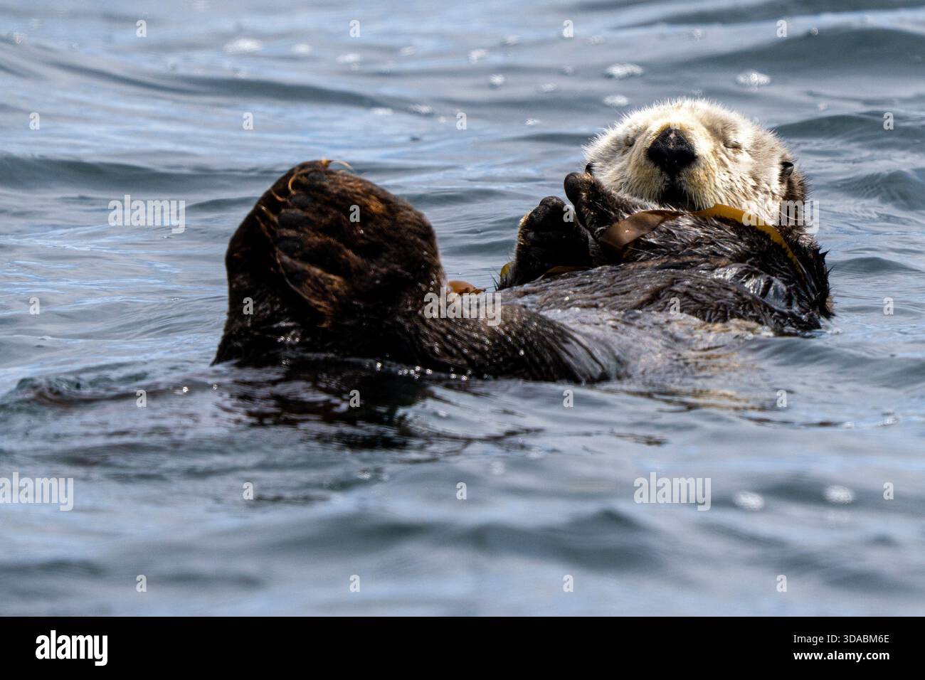 Sea otter sleeping undisturbed wrapped in some kelp, Broughton ...